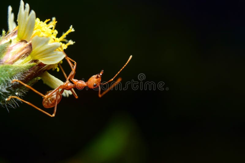 Red ants stock image. Image of fauna, closeup, wildlife - 102921717
