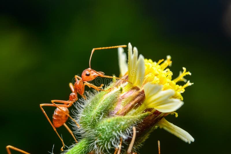 Red ants stock photo. Image of color, nature, macro - 102921744