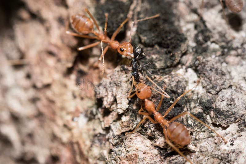 Red ants. stock image. Image of forest, ecology, life - 123672061