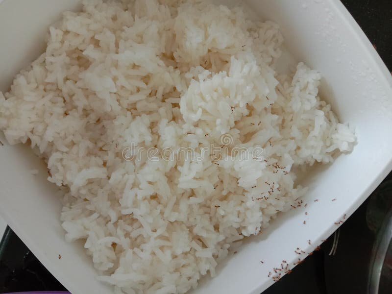 Red ants in rice stock photo. Image of wildlife, background - 176319232