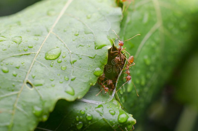 Red ants teamwork stock photo. Image of wildlife, journey - 47662882