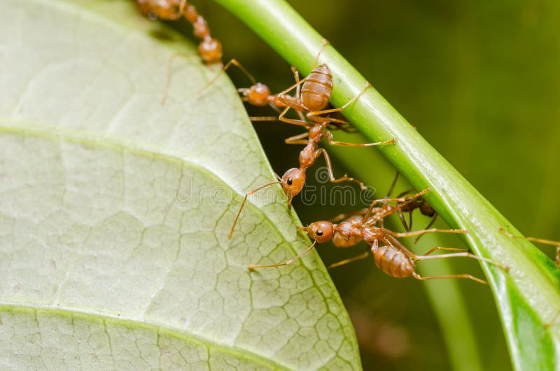 Red ants team work stock image. Image of insect, white - 20169081