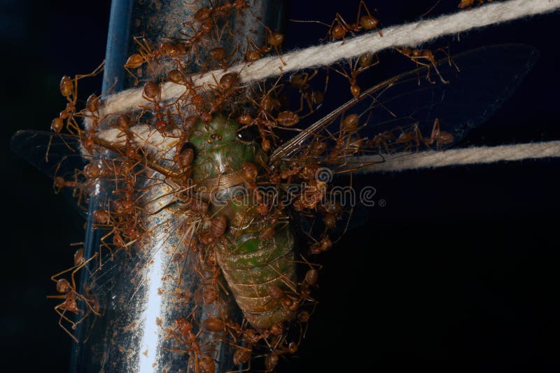 Red Ants Teamwork Move Insect for Food. Stock Photo - Image of black ...
