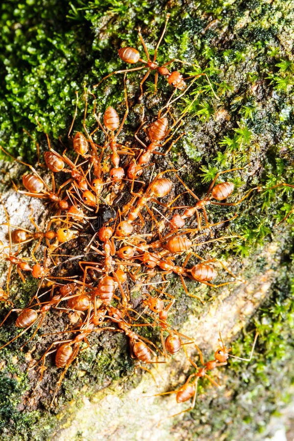 Red ants teamwork stock photo. Image of hunt, macro, ants - 44917322