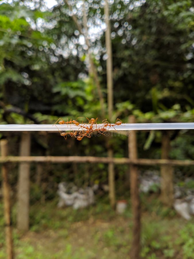 Red ants on a traffic jam stock photo. Image of plant - 208245508