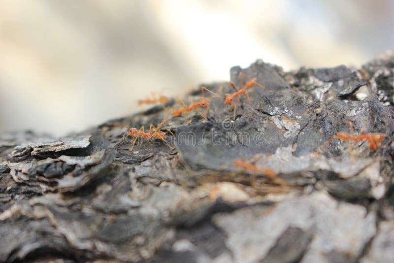 Red Ants stock image. Image of tree, insect, ants, nature - 85601731