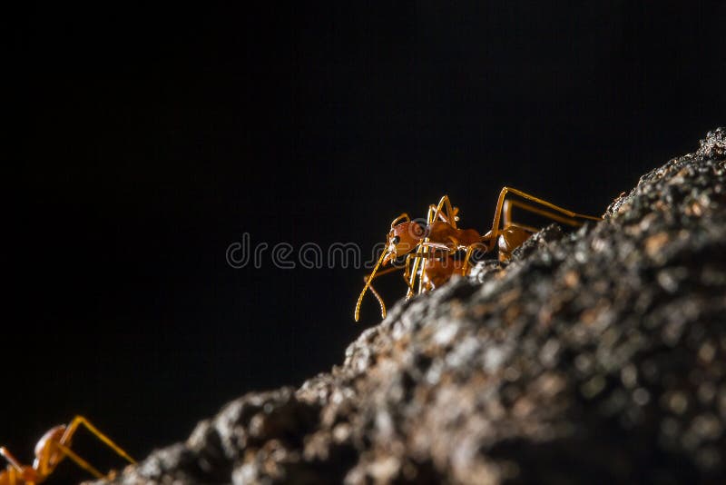 Red ants are on the tree. stock photo. Image of branch - 141486070