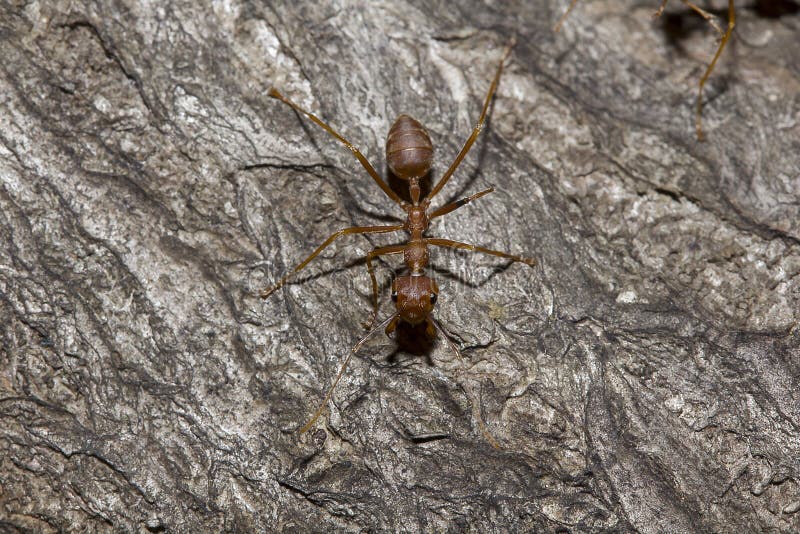 Red ants are on the tree. stock image. Image of leaf - 141487001