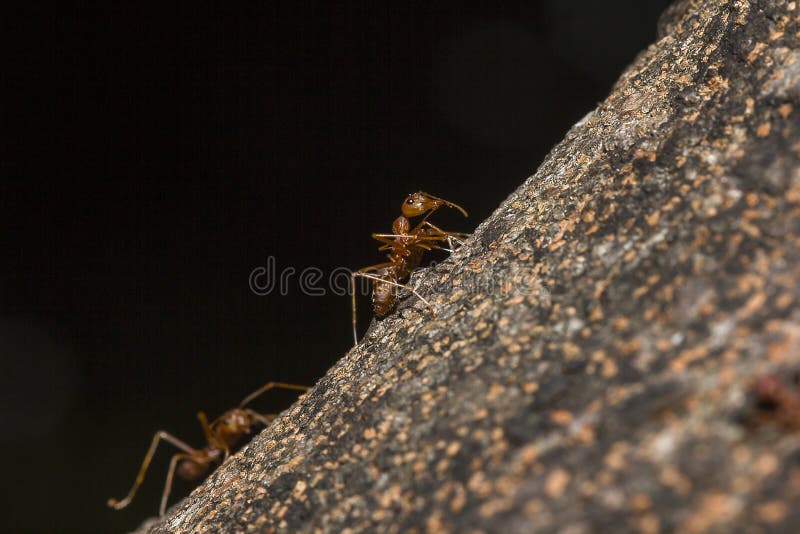 Red ants are on the tree. stock photo. Image of animal - 141486112