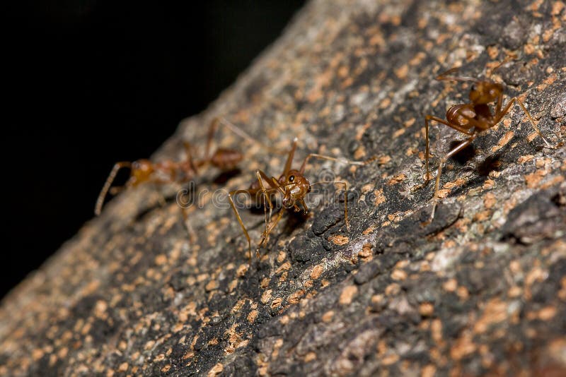 Red ants are on the tree. stock image. Image of natural - 141486151