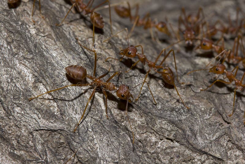Red ants are on the tree. stock photo. Image of horizontal - 141486930