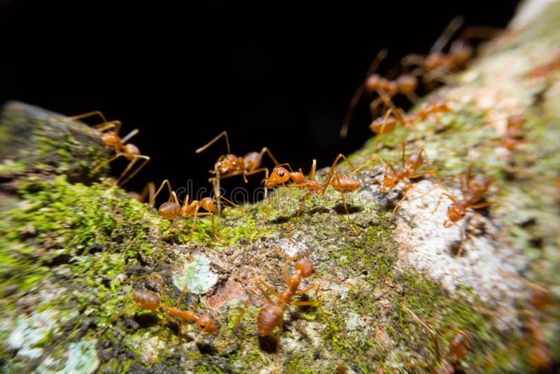 Red ants on the tree. stock photo. Image of natural, fungus - 51916132