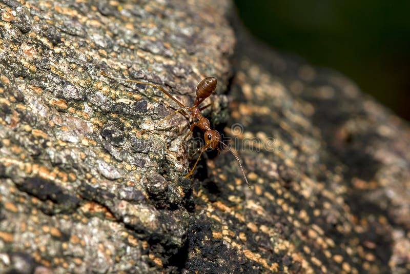 Red ants are on the tree. stock image. Image of color - 141486739