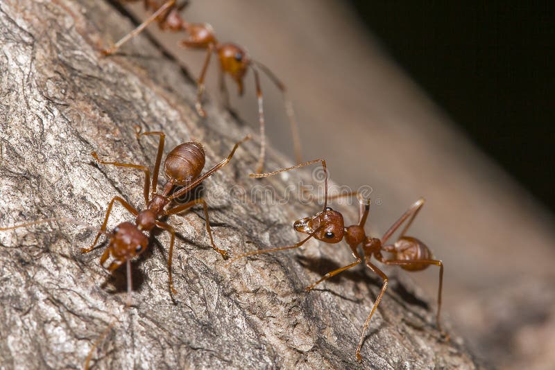 Red ants are on the tree. stock photo. Image of forest - 141486952