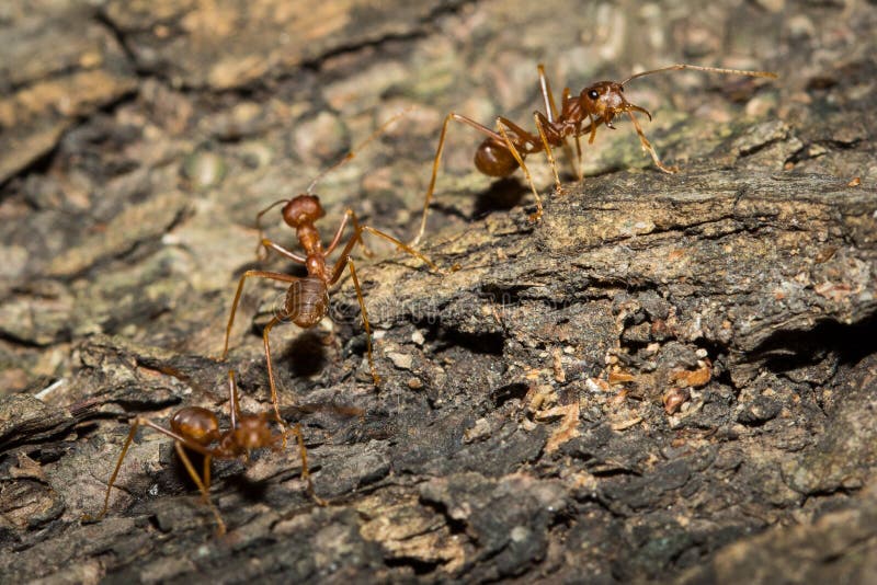 Red ants. stock photo. Image of feeler, park, pest, formicidae - 58395962