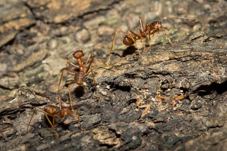 Red ants. stock photo. Image of feeler, park, pest, formicidae - 58395962
