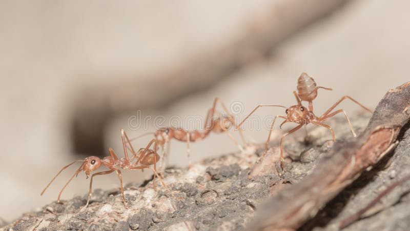 Red ants. stock image. Image of greenery, little, formicidae - 58478419