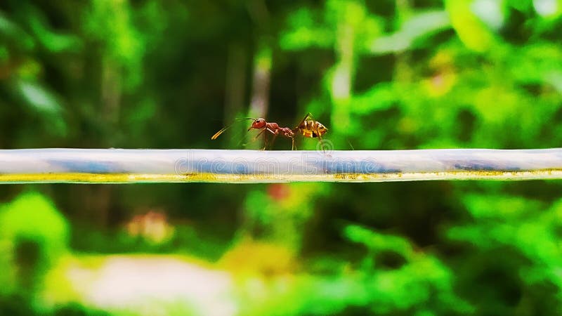Ants Walk Around on Ropes and Clothespin Colors. Stock Image - Image of ...