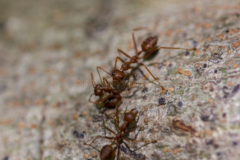 Red Ant Walking on the Tree Stock Image - Image of plant, food: 136968197