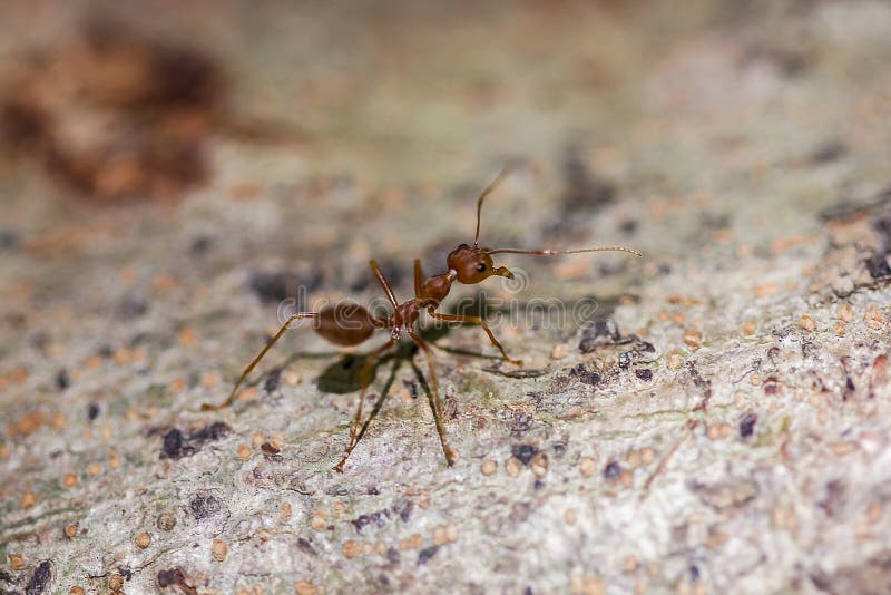 Macro Of Ant Walking On Grass Stock Photo - Image of nobody, nature ...