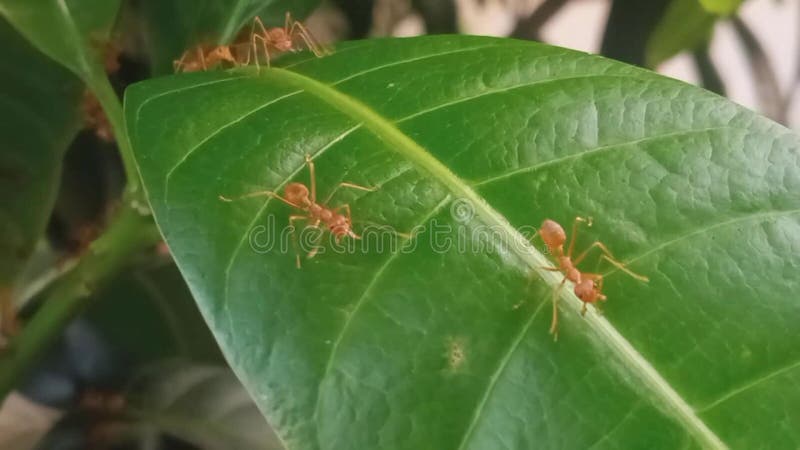 Red Ants are Walking on the Leaves Stock Video - Video of leaf ...