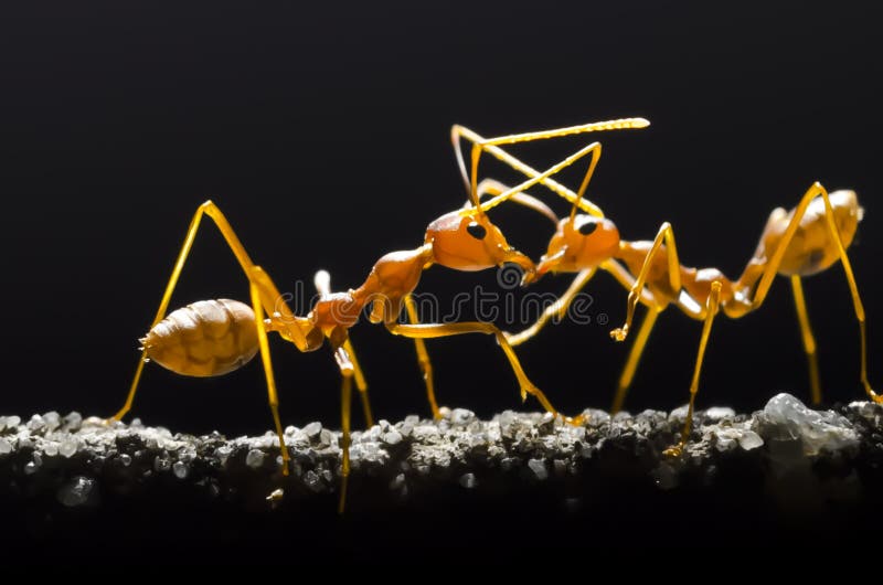 Red ants stock image. Image of healthy, clean, cold - 100586871