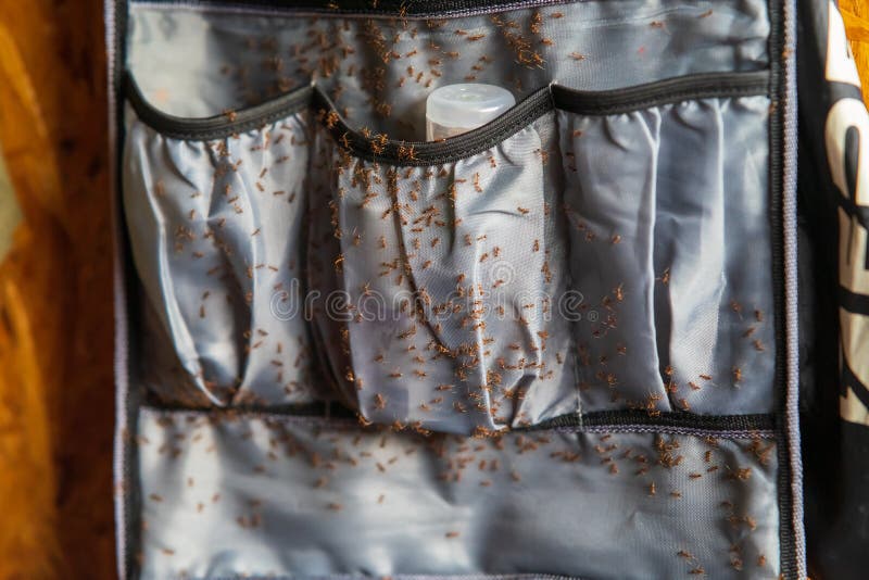 Red Ants, Red Weaver Ants Walking on a Travelling Bag Stock Photo ...