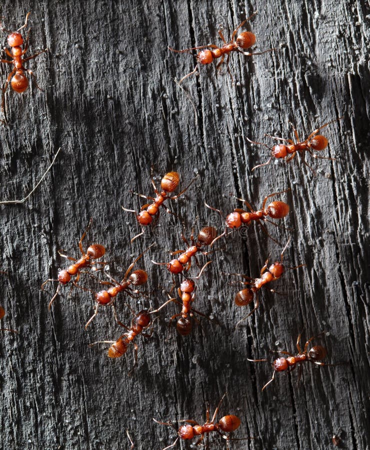 312 Ant Board Stock Photos - Free & Royalty-Free Stock Photos from ...