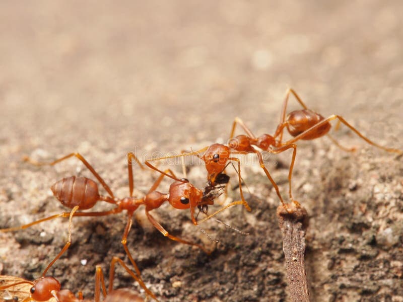 Red ants stock photo. Image of help, close, carry, nature - 86855922