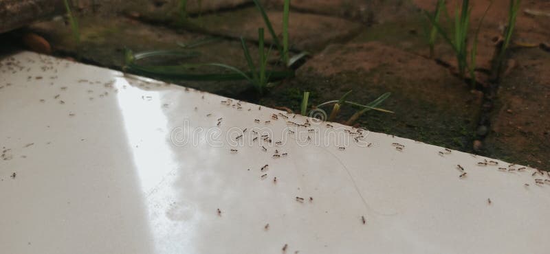 Red Ants are Working, Humans are Sleeping Stock Photo - Image of ...