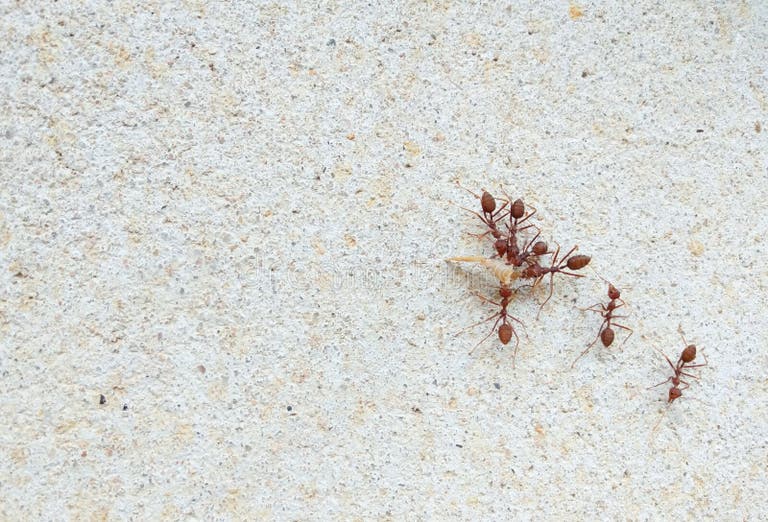 Red Ants are Working Together. on the Concrete Wall, the Concept of ...
