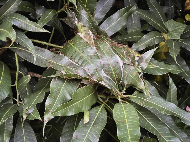 Red Ants Wrap Mango Leaves Into A Nest Stock Image Image Of Jungle
