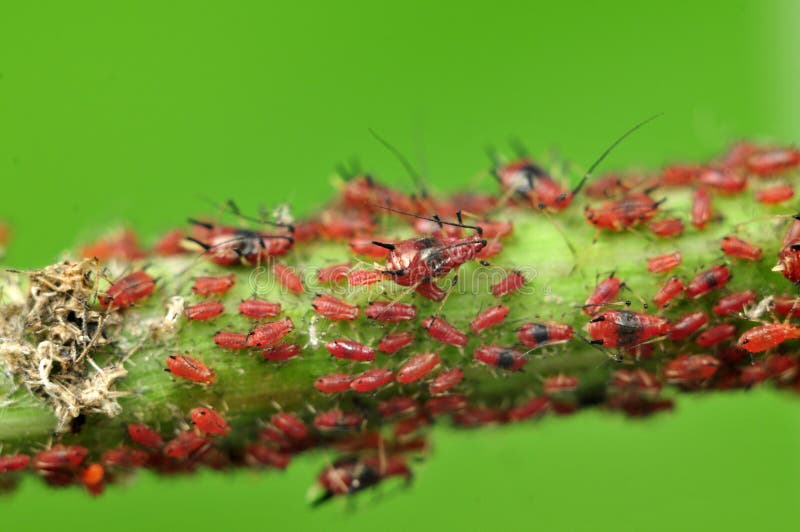 Red Aphids Fall in Plant Neck Stock Image - Image of plant, lice: 297507729