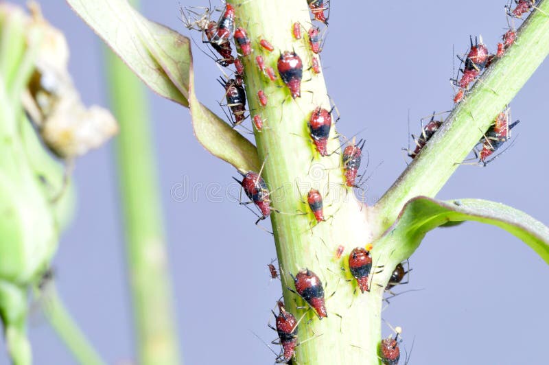 Red Aphids Fall in Plant Neck Stock Image - Image of tiny, plant: 307100853