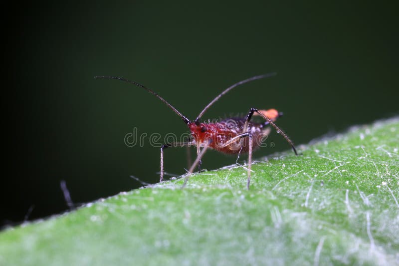 Red Aphids in Nature stock photo. Image of aphis, agronomy - 369384246