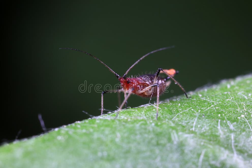 Red Aphids in Nature stock photo. Image of aphis, agronomy - 369384246
