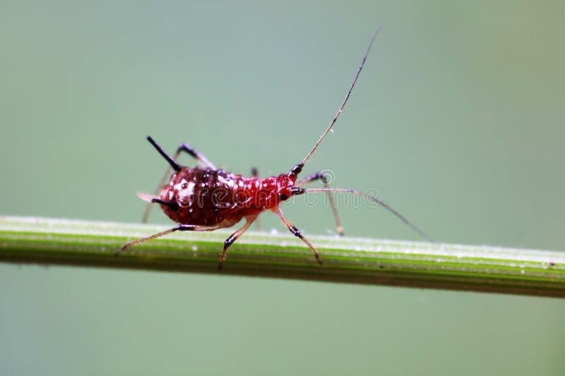 Red Aphids in Nature stock image. Image of insect, lovely - 369384283