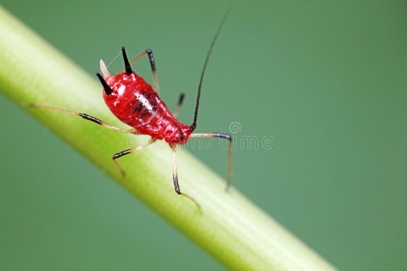 Red Aphids in Nature stock image. Image of agriculture - 369389599