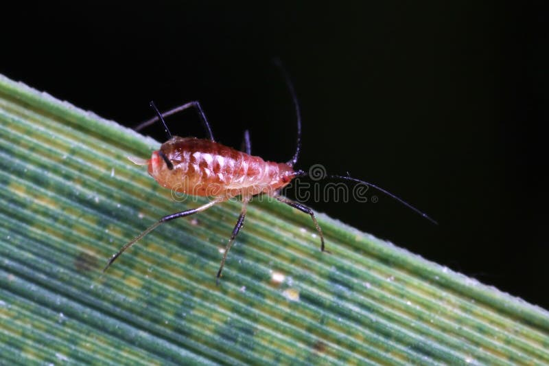 Red Aphids in Nature stock image. Image of insect, habitat - 369389795