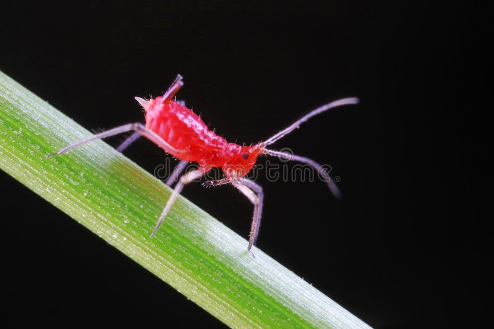 Red Aphids in Nature stock image. Image of animal, dangerous - 386937435