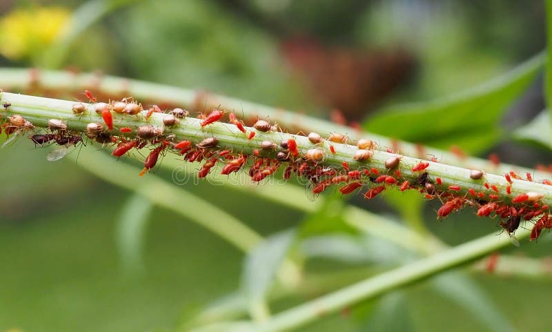 Red Aphids on Plant Stem stock photo. Image of early - 209611644