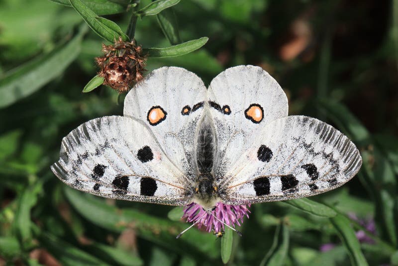 Red Apollo Parnassius Apollo Stock Image - Image of endangerd, apollo ...