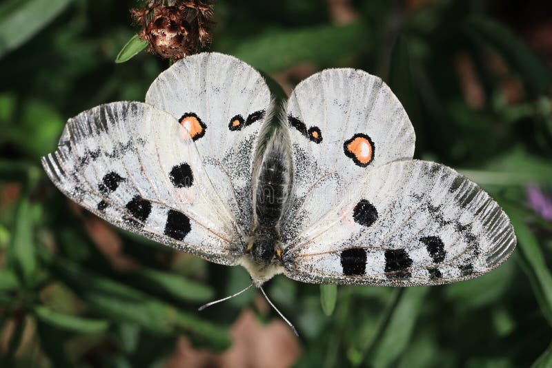 Red Apollo Parnassius Apollo Stock Image - Image of fritillarysilence ...