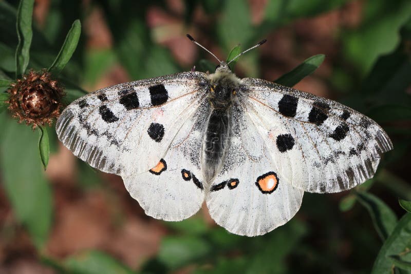 Red Apollo Parnassius Apollo Stock Photo - Image of seldom, grassland ...