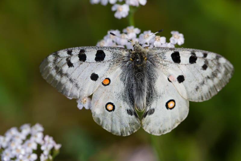 Red Apollo stock image. Image of colorful, summer, grass - 54431999