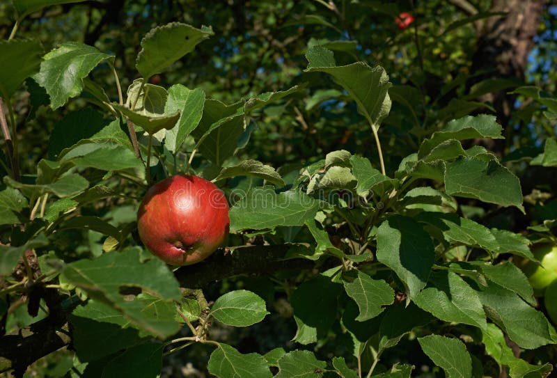 Red Appel with Green Foliage Stock Photo - Image of households, branch ...