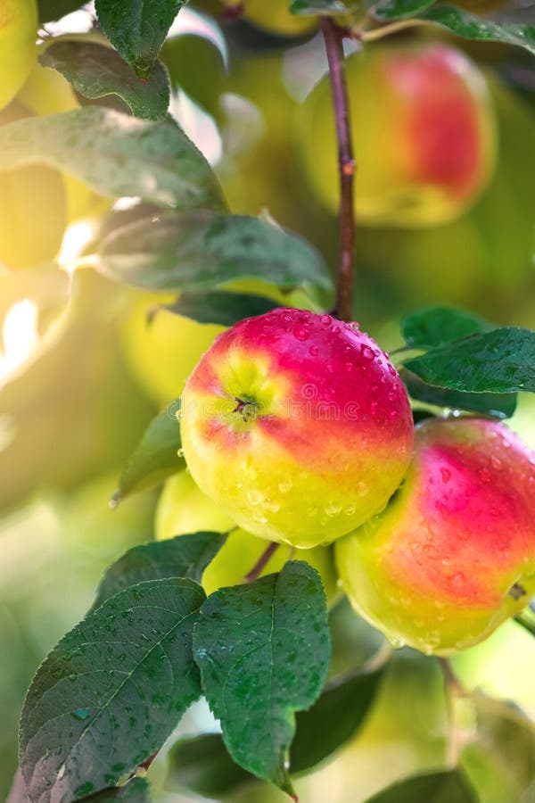 Red appel on a tree.n stock photo. Image of fresh, farming - 151797054