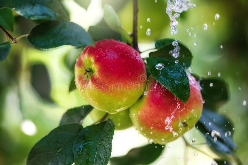 Red appel on a tree.n stock image. Image of fall, food - 152235845