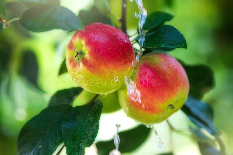 Red apple on a tree.n stock image. Image of growth, crop - 154750229