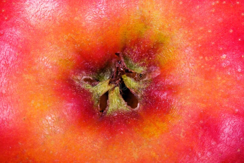 Red apple stock photo. Image of calorie, pure, garden - 10367264